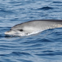 Insel Molat | Kroatien Reiseführer - Kroati.de √